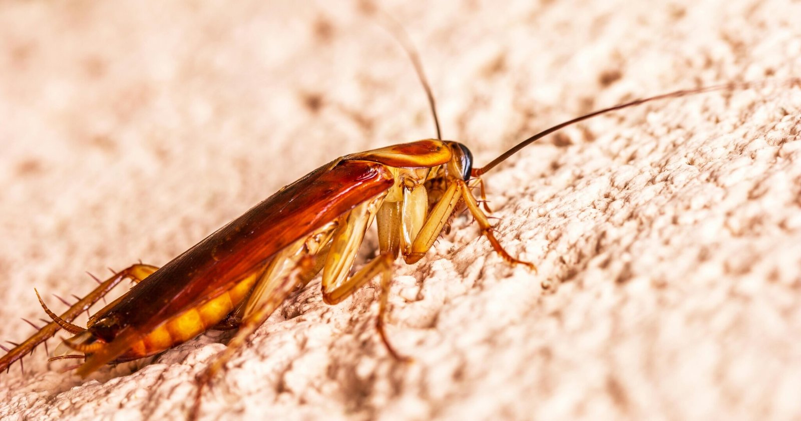 How long does it take to get rid of roaches after extermination ...