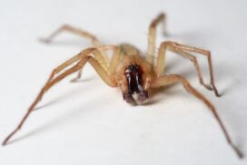 Ghost Spiders (Anyphaenidae): Identification, Behavior, and Control ...